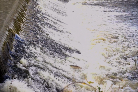 Salmon leaping at Aldwarke weir - Don Catchment Rivers Trust