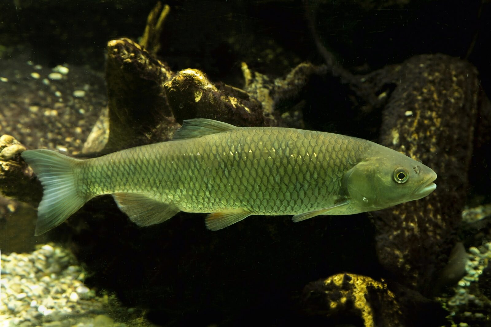 The European Chub (Squalius cephalus). - Don Catchment Rivers Trust