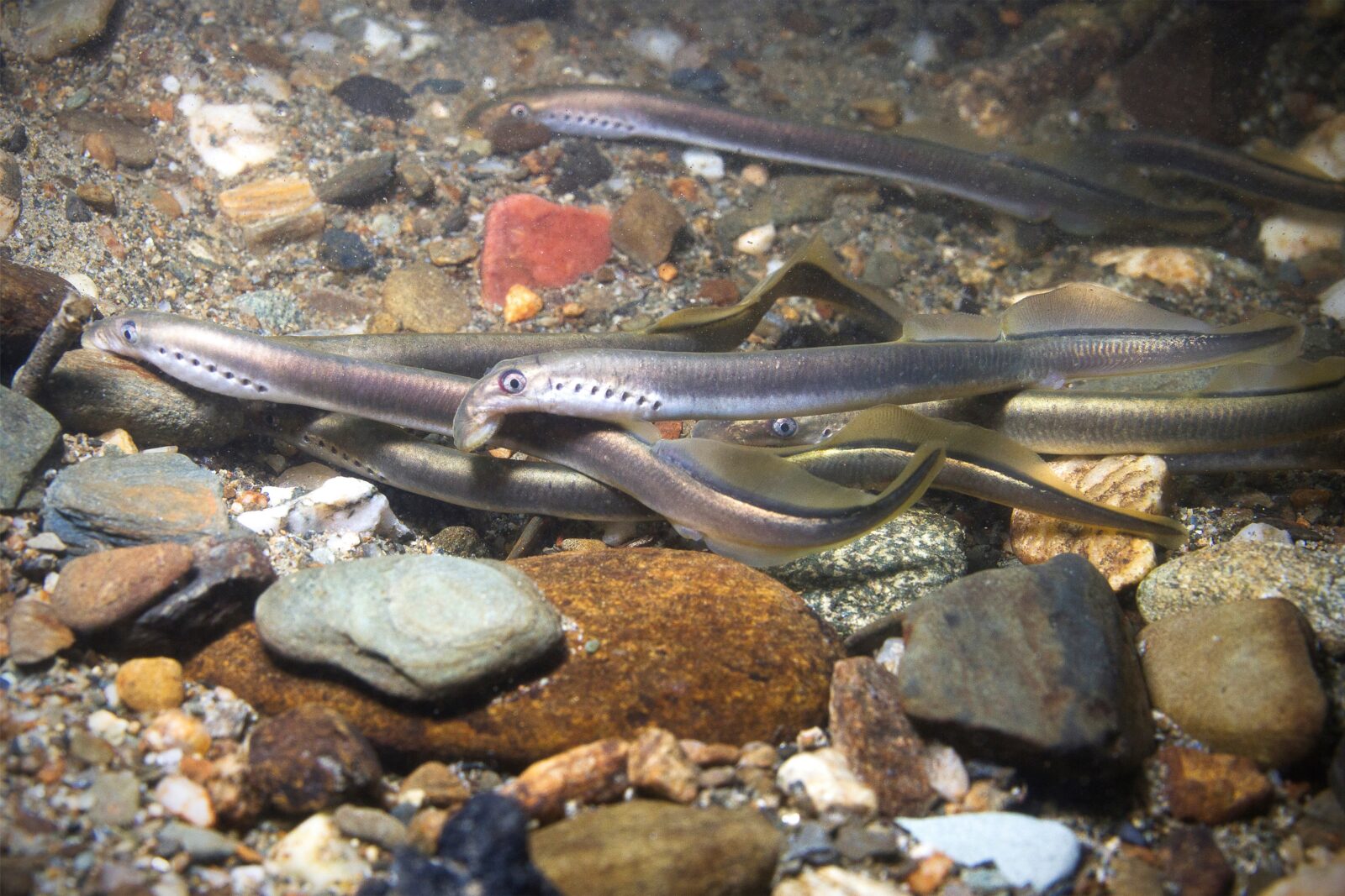 The European brook lamprey (Lampetra planeri) a frashwater speci - Don ...