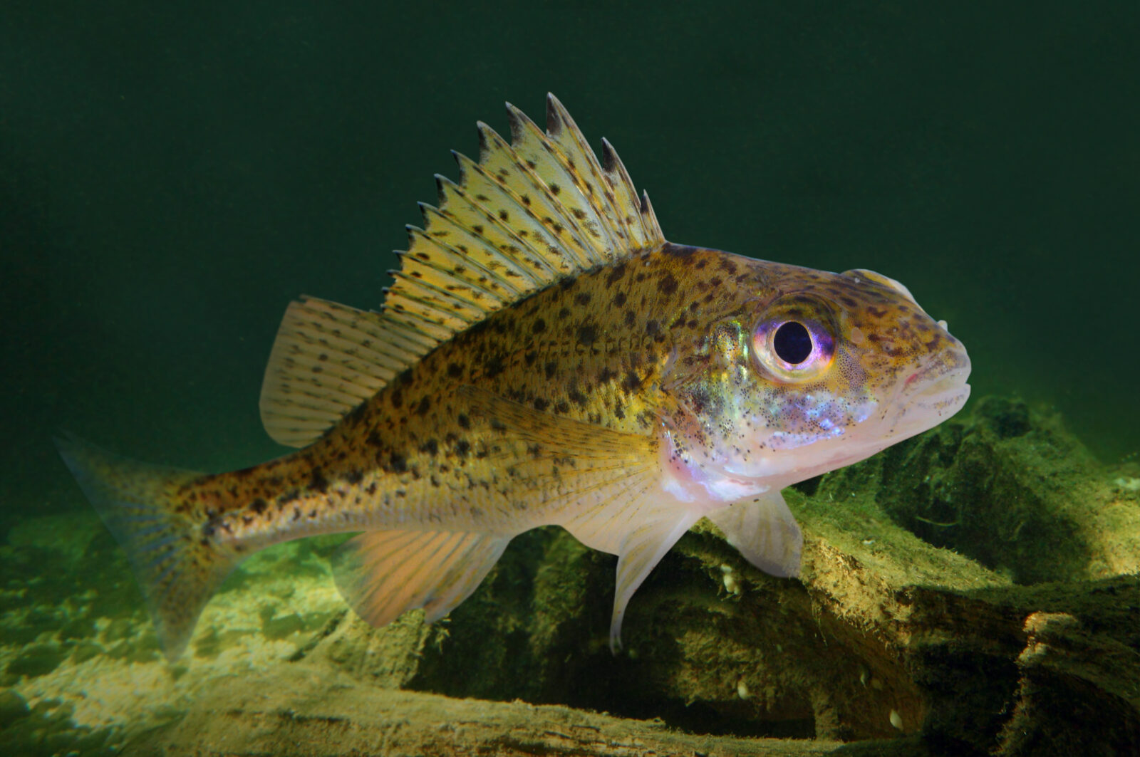 Underwater photo of The Eurasian Ruffe (Gymnocephalus cernuus). - Don ...