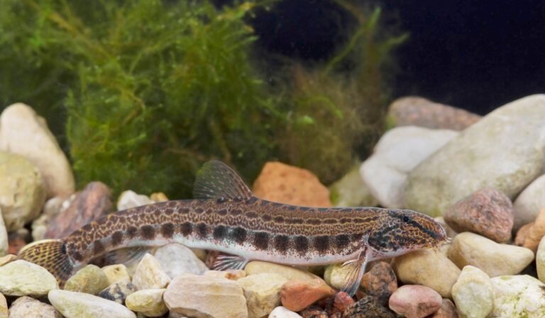 The,Spined,Loach,Also,Known,As,Spotted,Weather,Loach,(cobitis - Don ...