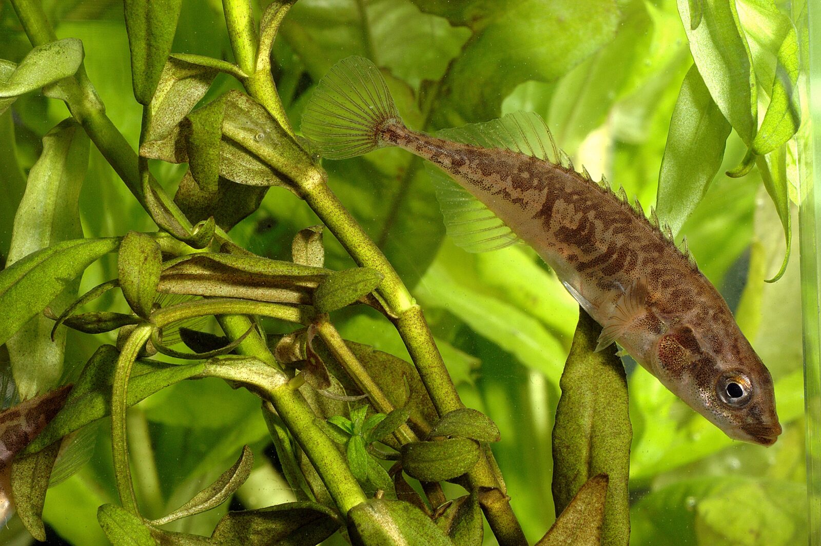 Ten-spined,Stickleback,In,Pond - Don Catchment Rivers Trust