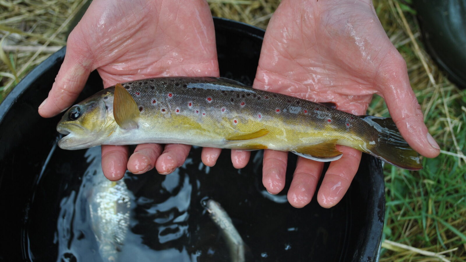 Fishery Overview - Don Catchment Rivers Trust
