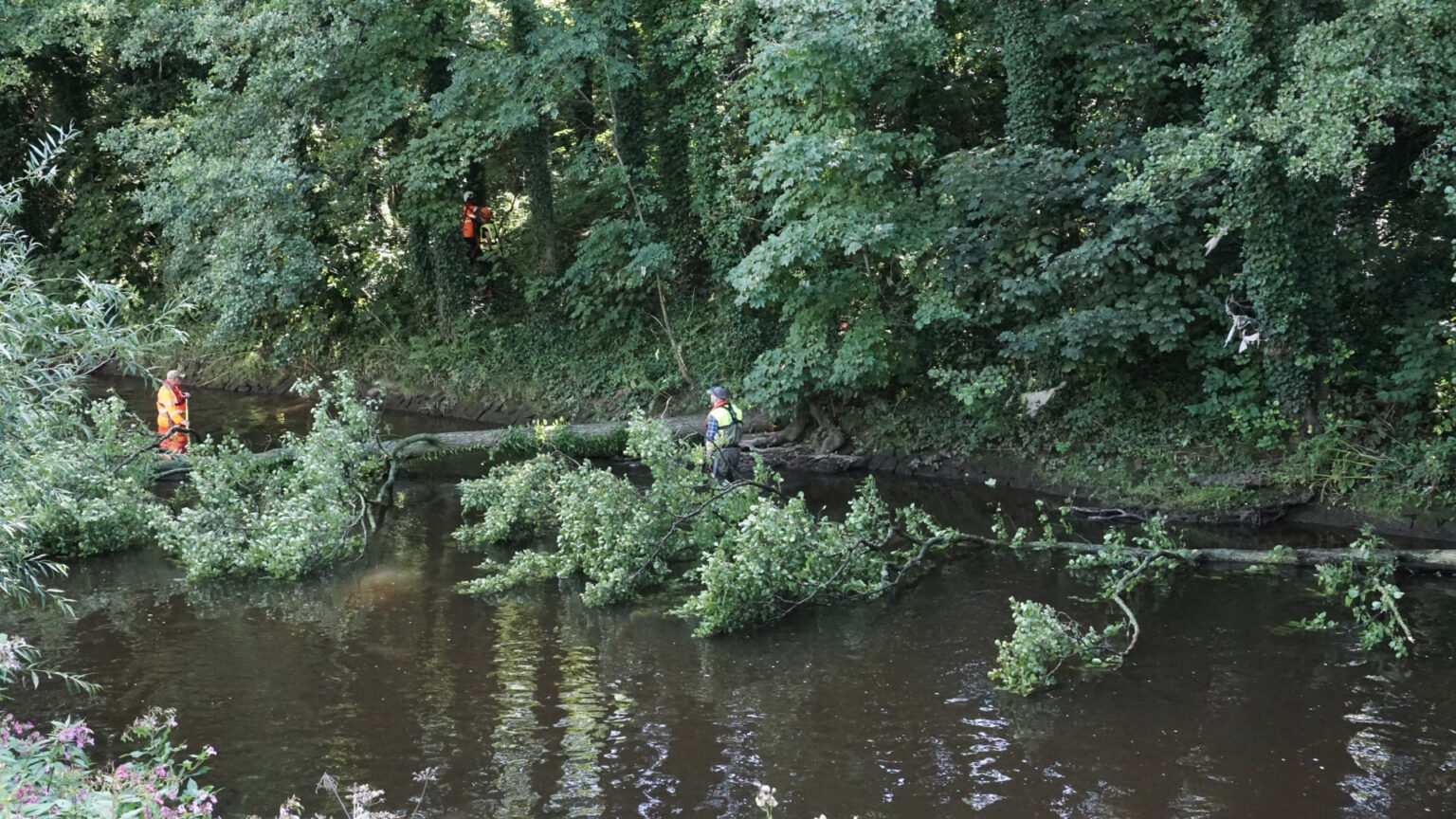 A Wilder Salmon Pastures – giving Sheffield’s salmon a home - DCRT